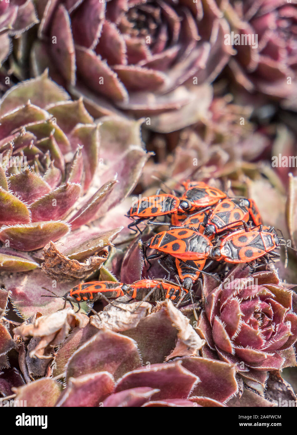 Fire bugs when mating Stock Photo - Alamy
