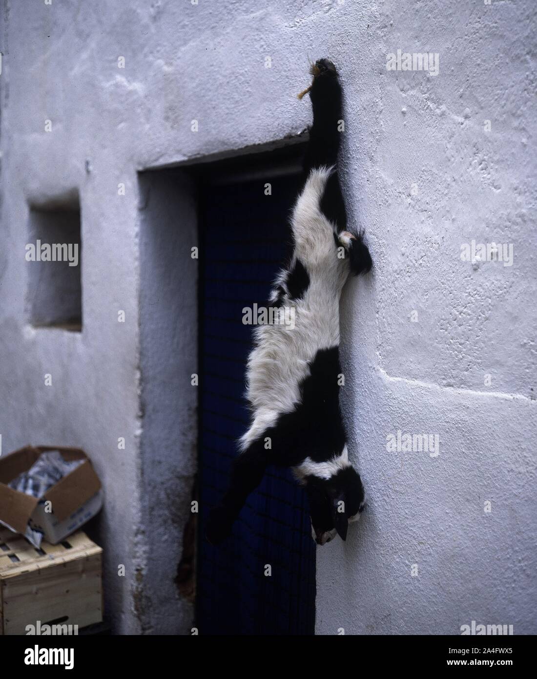 Cabra muerta hi-res stock photography and images - Alamy