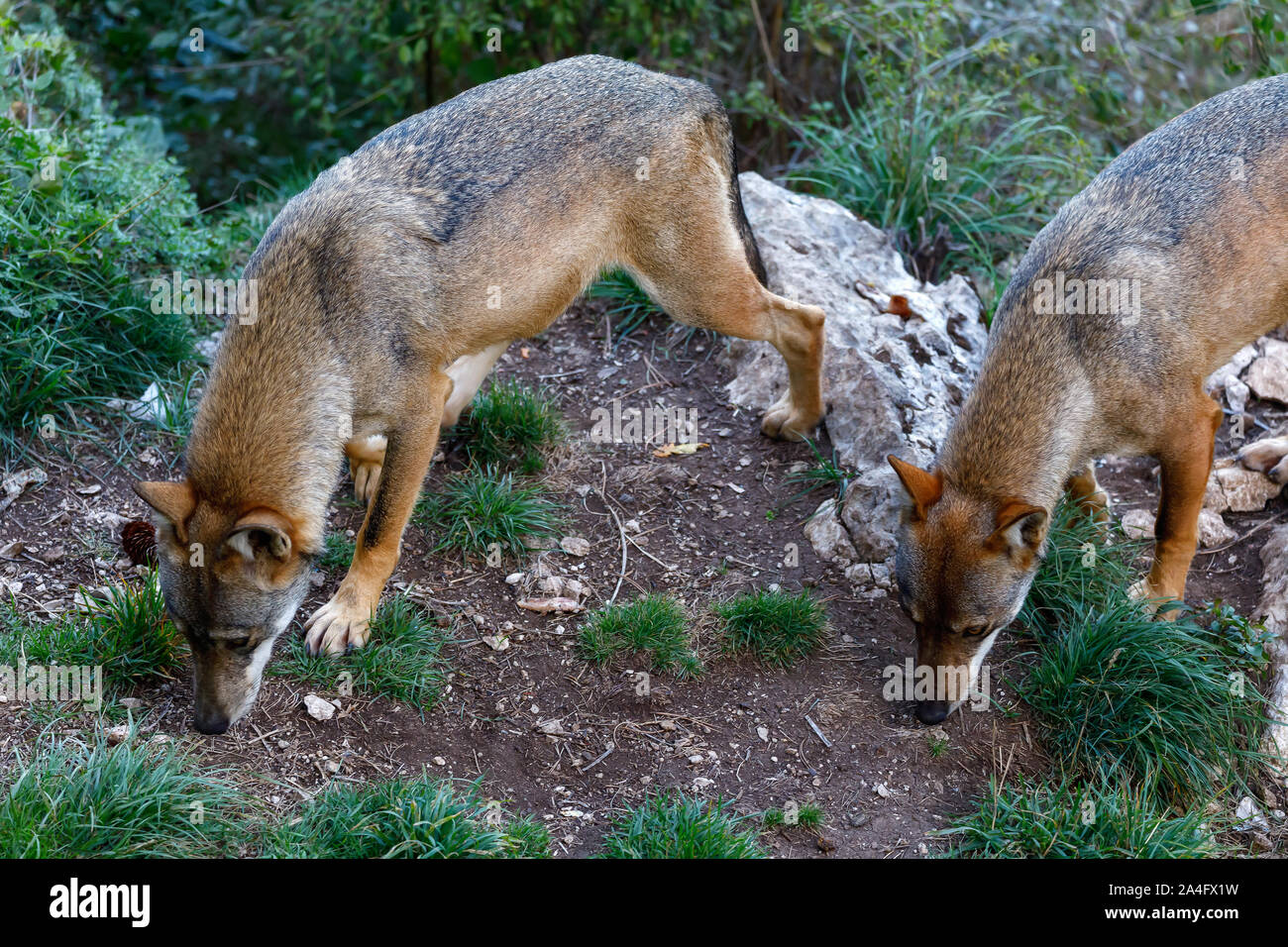 Two adult wolves sniff the ground for traces Stock Photo - Alamy