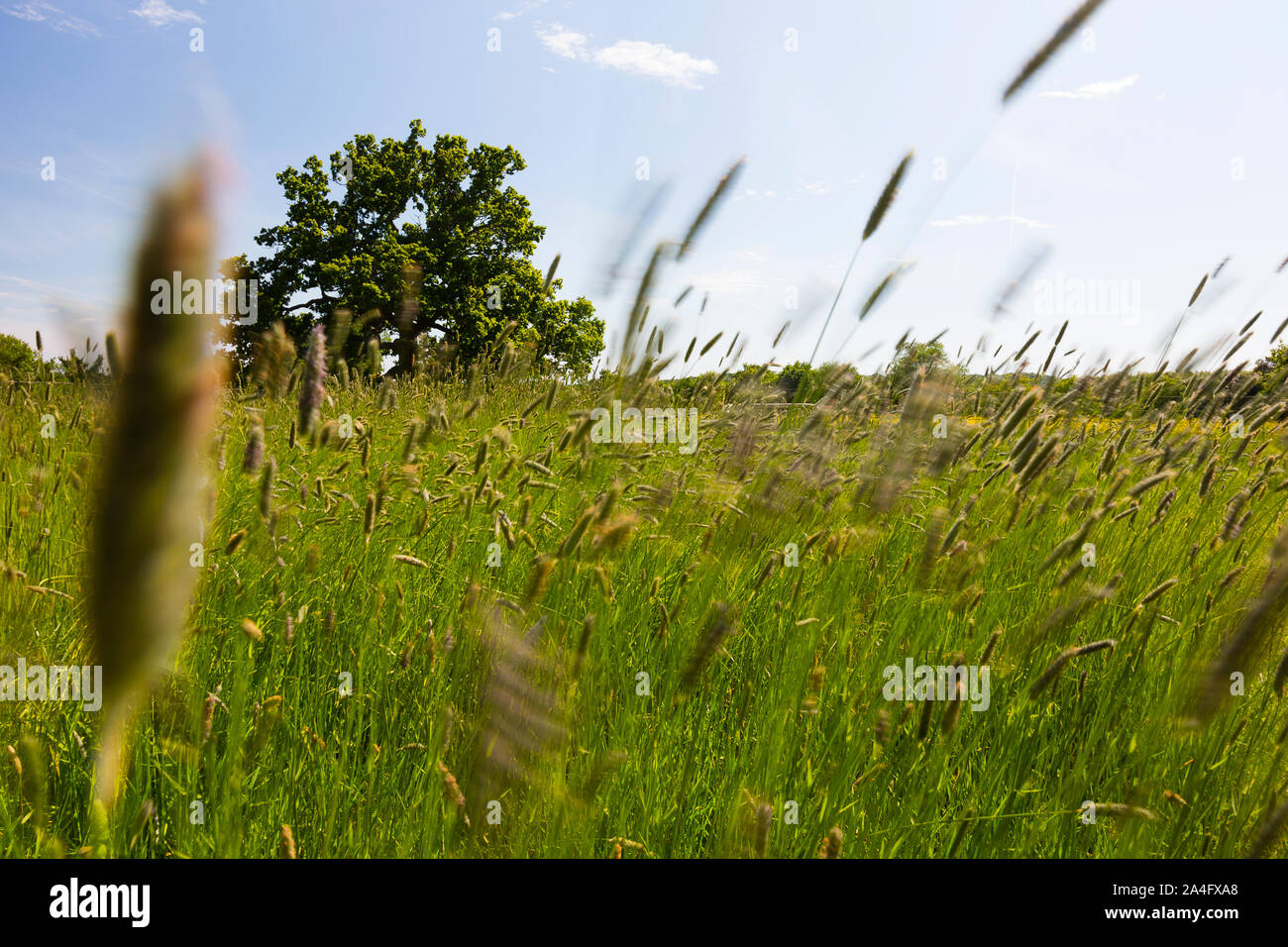 Grass blowing in breeze hi-res stock photography and images - Alamy
