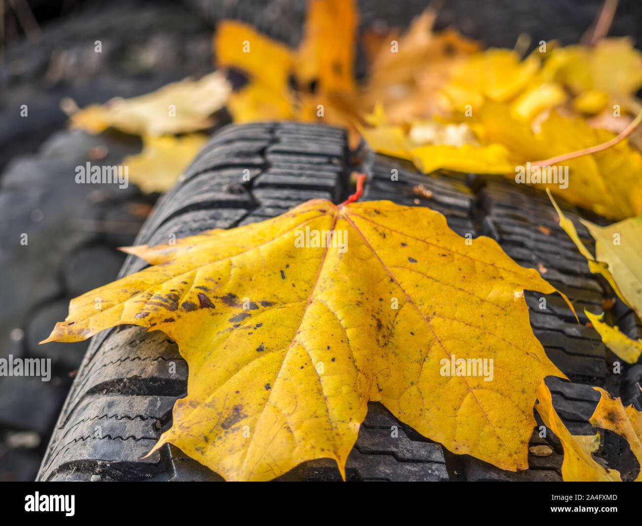 leaf on a tyre in autumn Stock Photo - Alamy