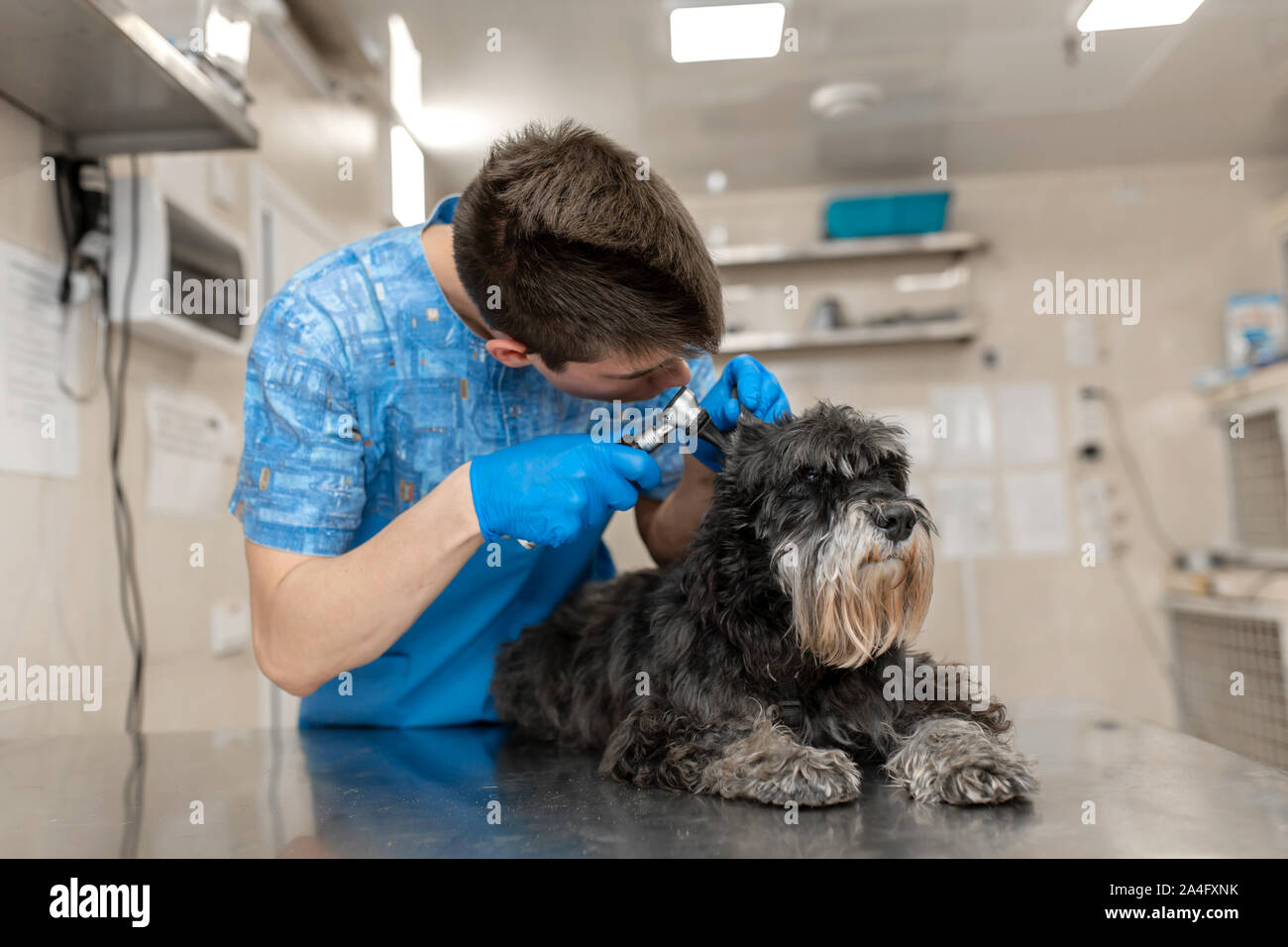 Male Veterinary Technician