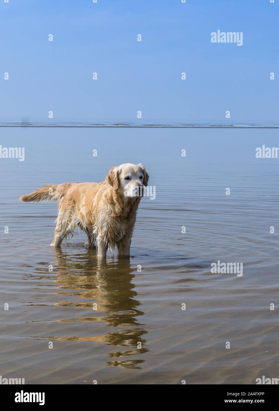 Dog bathing in the North Sea Stock Photo - Alamy