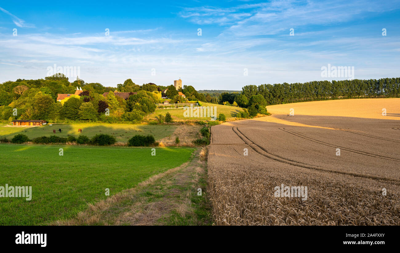 An English countryside scene during late Summer. Cornfields behind St ...