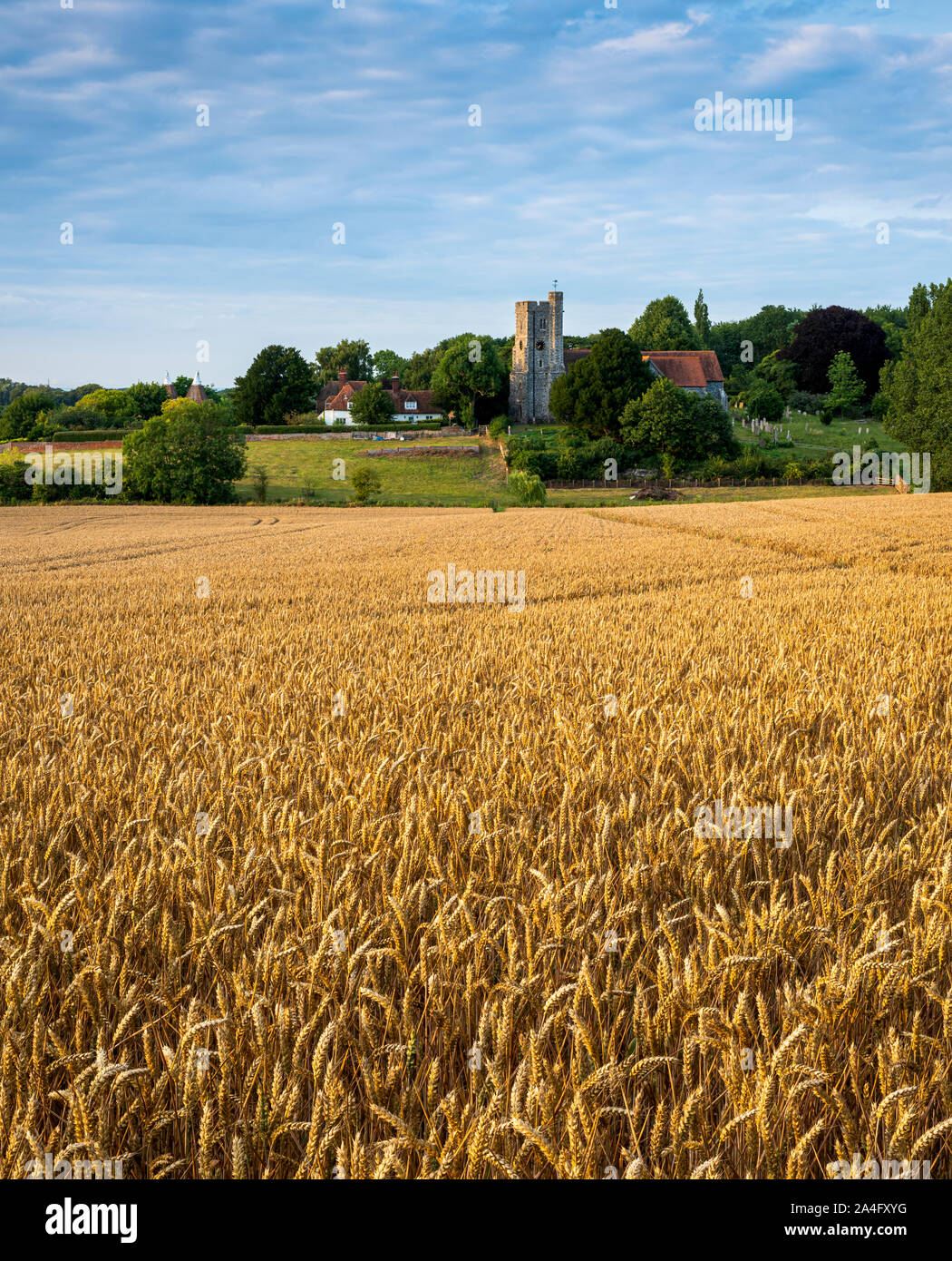 An English countryside scene during late Summer. Cornfields behind St ...