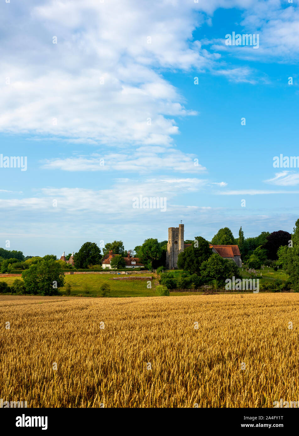 An English countryside scene during late Summer. Cornfields behind St ...