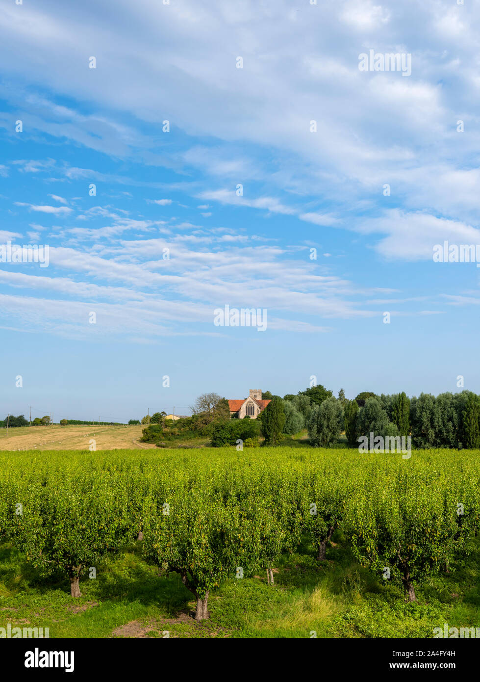 Kent apple and pear orchards behind St. Mary's Church, Teynham Stock ...