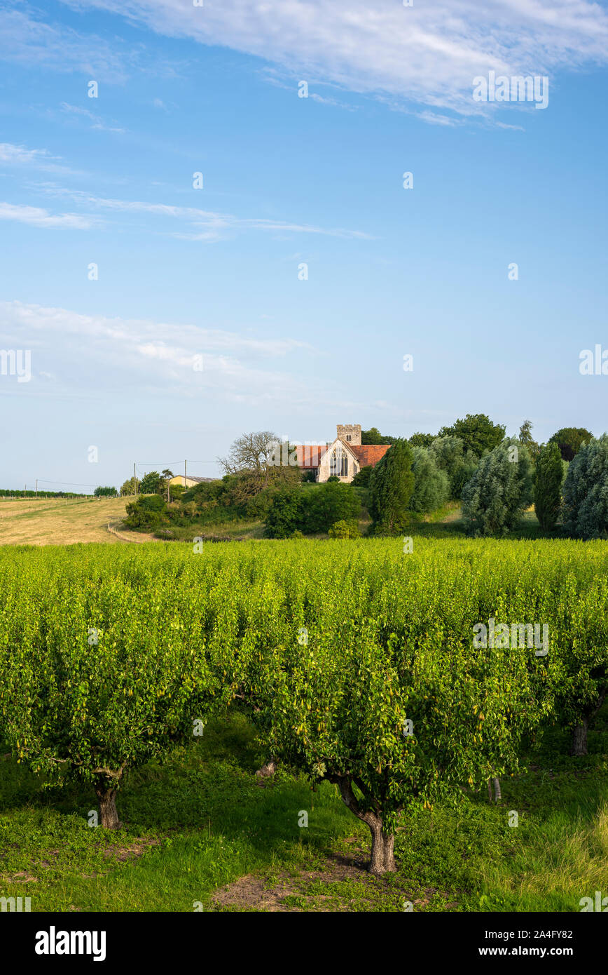 Kent apple and pear orchards behind St. Mary's Church, Teynham Stock ...