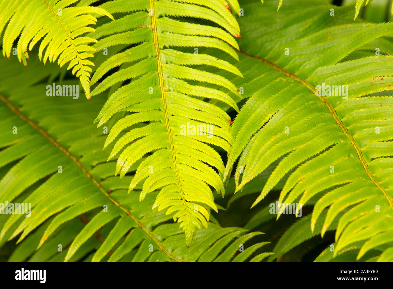 Western sword fern (Polystichum munitum), Clackamas Wild and Scenic ...