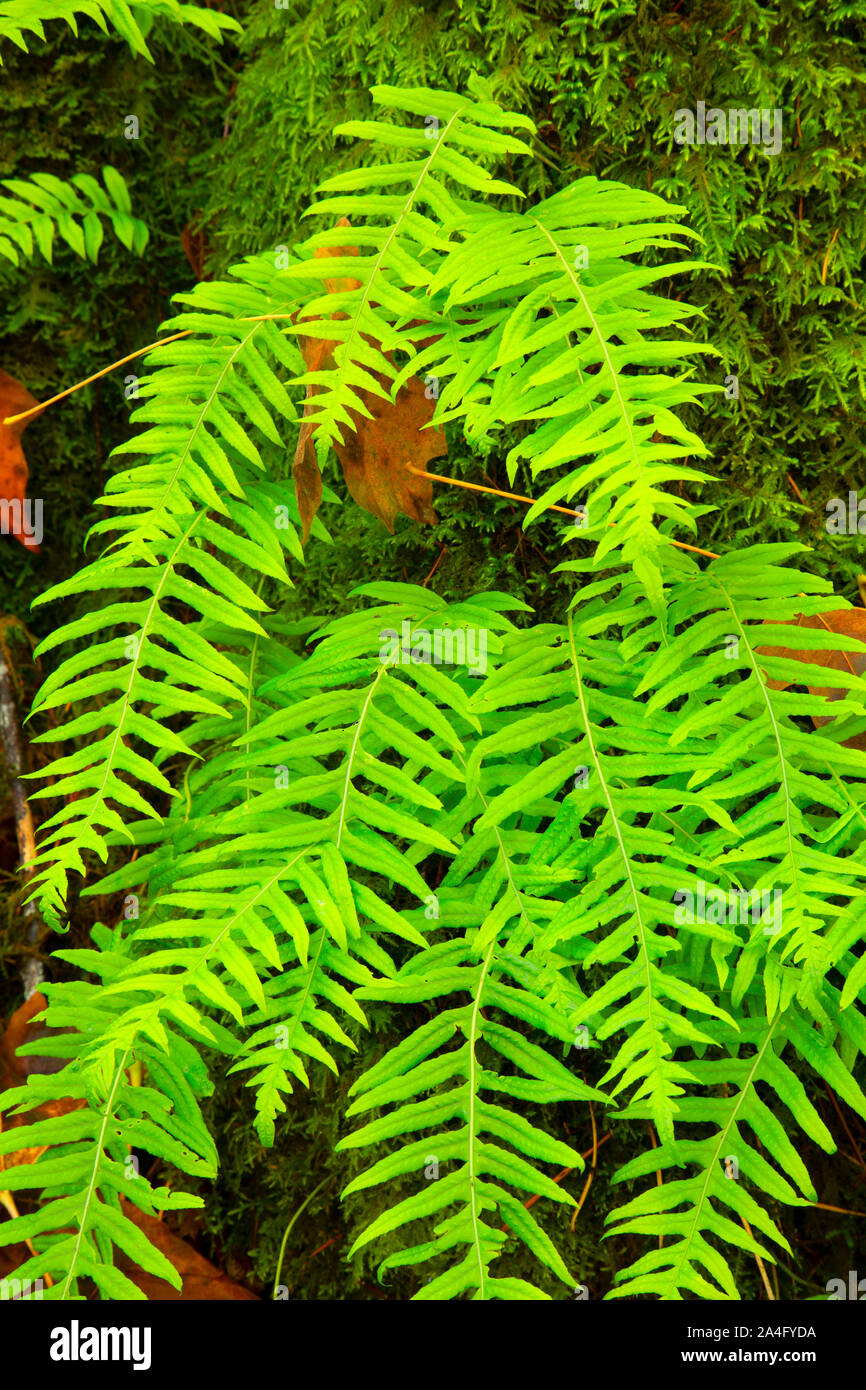 Licorice ferns (Polypodium glycyrrhiza), Clackamas Wild and Scenic ...