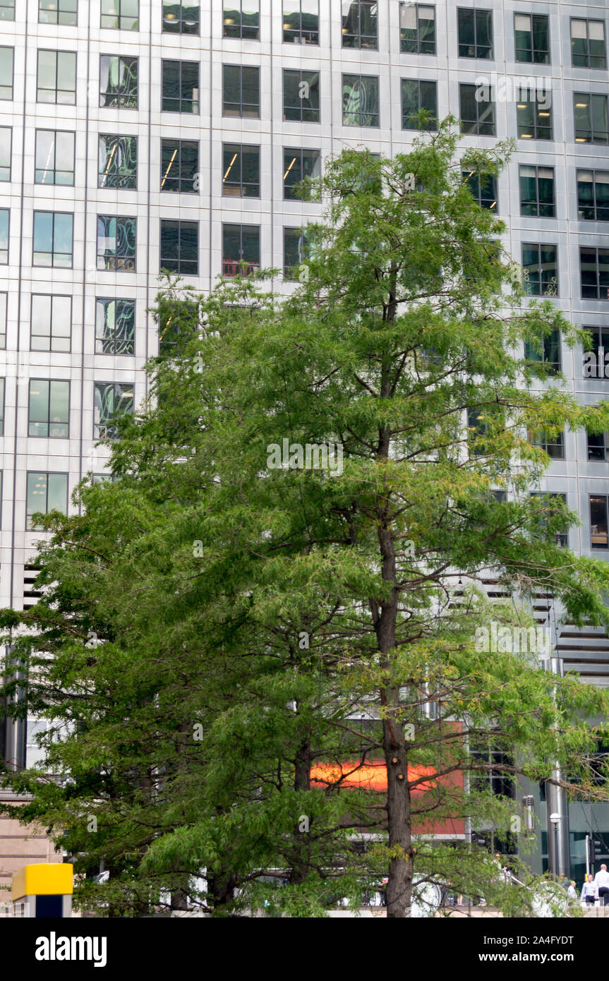 A city tree and its skyscraper Stock Photo - Alamy