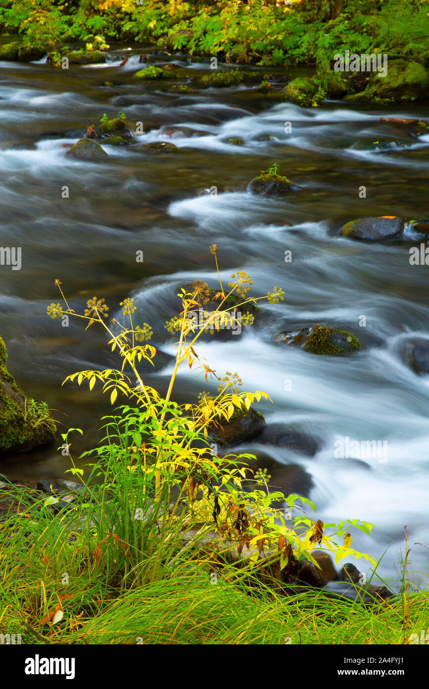 Oak Fork Clackamas River, Clackamas Wild and Scenic River, West ...