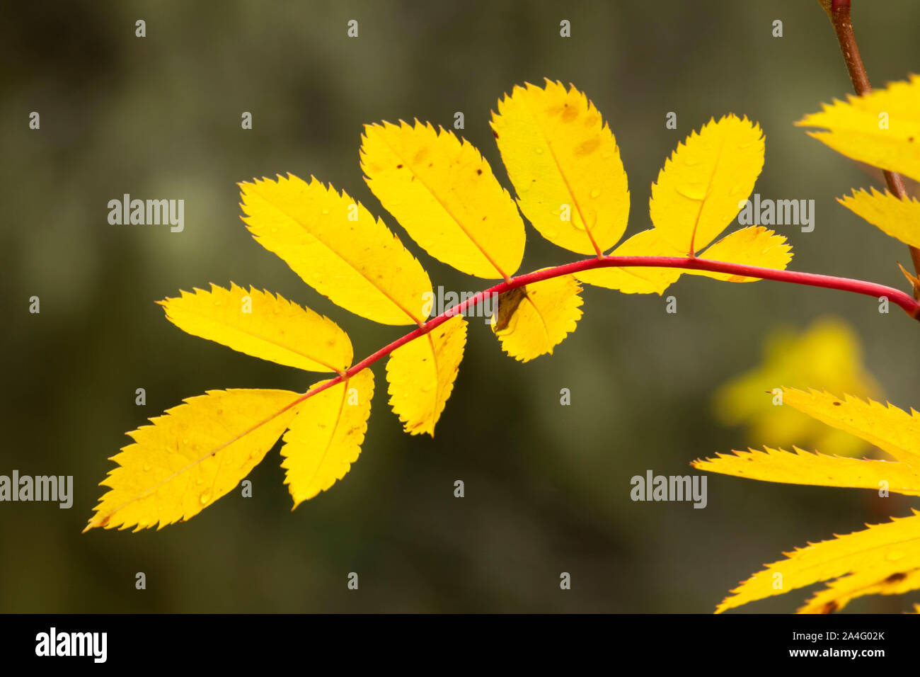 Mountain ash in autumn, Olallie Lake Scenic Area, Pacific Crest ...