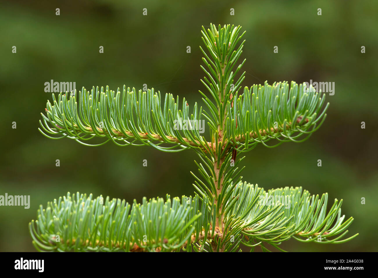 Fir needles, Olallie Lake Scenic Area, Pacific Crest National Scenic ...