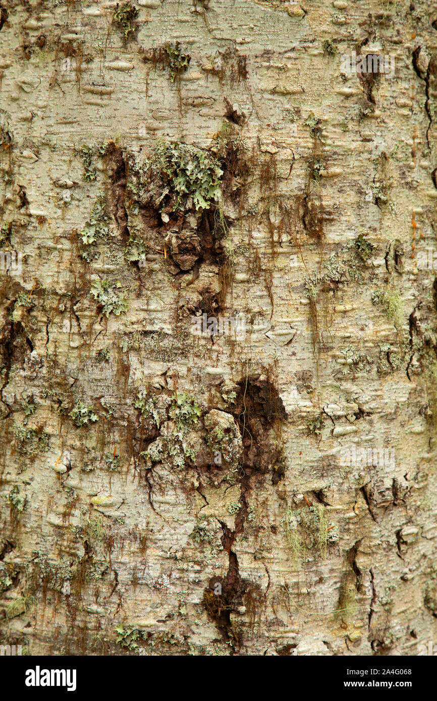 Pacific silver fir bark, Olallie Lake Scenic Area, Pacific Crest ...