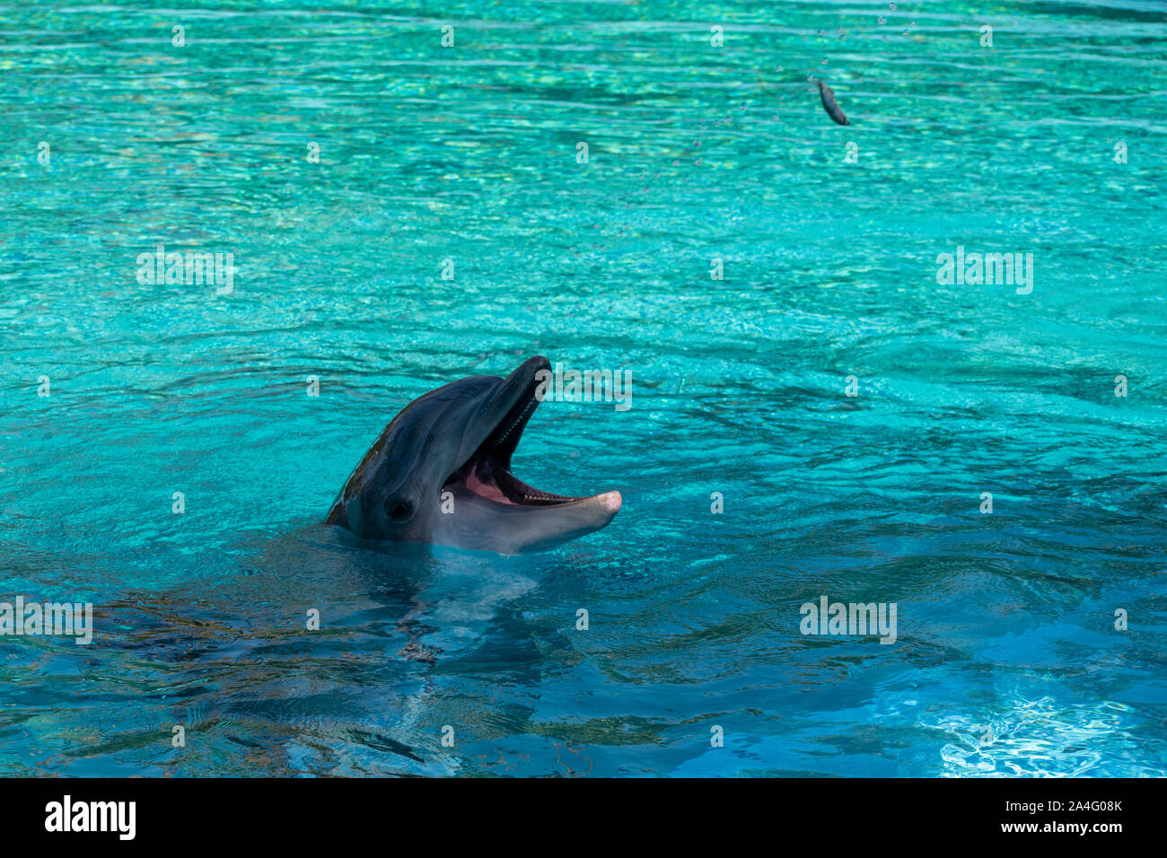 Dolphin catching a fish Stock Photo - Alamy