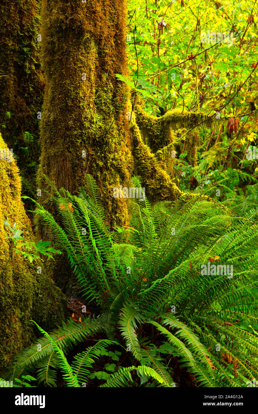 Western sword fern (Polystichum munitum) near Fall Creek, Willamette ...