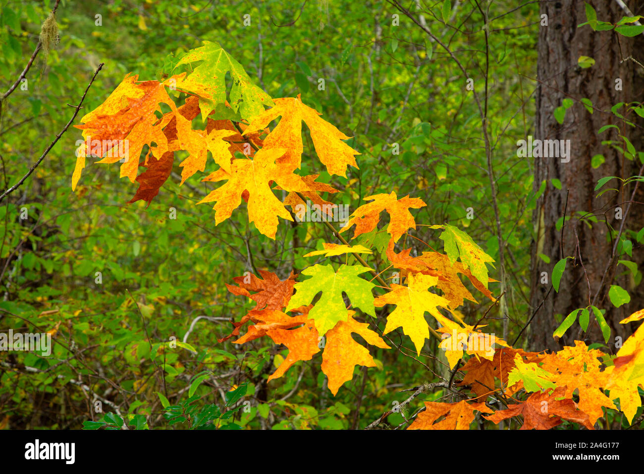 Bigleaf maple (Acer macrophyllum) along Diamond Drive, Willamette ...