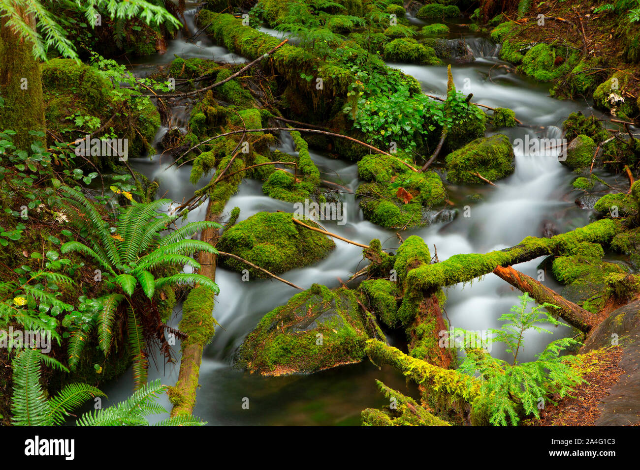 Indigo Springs along Diamond Drive, Willamette National Forest, Oregon ...