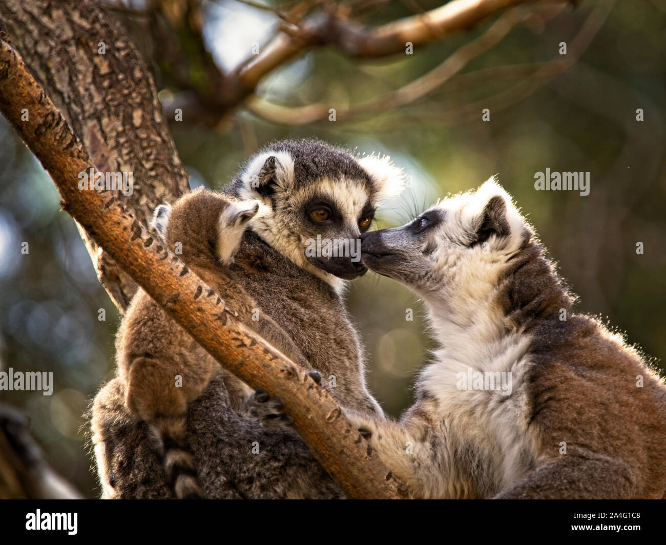 Male and female lemurs of Madagascar with their young on the branches ...