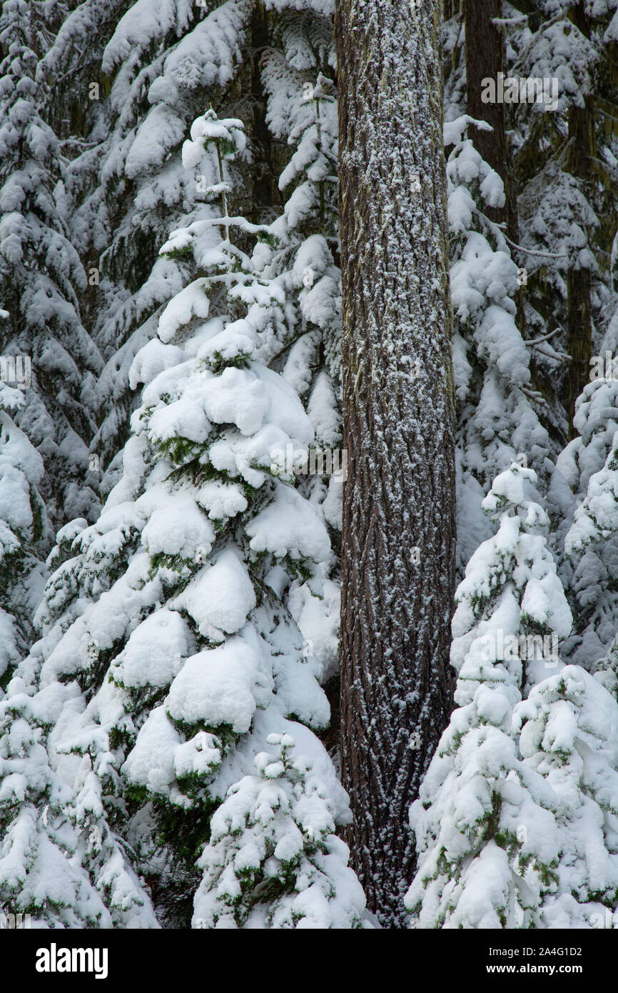 Forest in snow, Willamette National Forest, Waldo Lake State Scenic ...