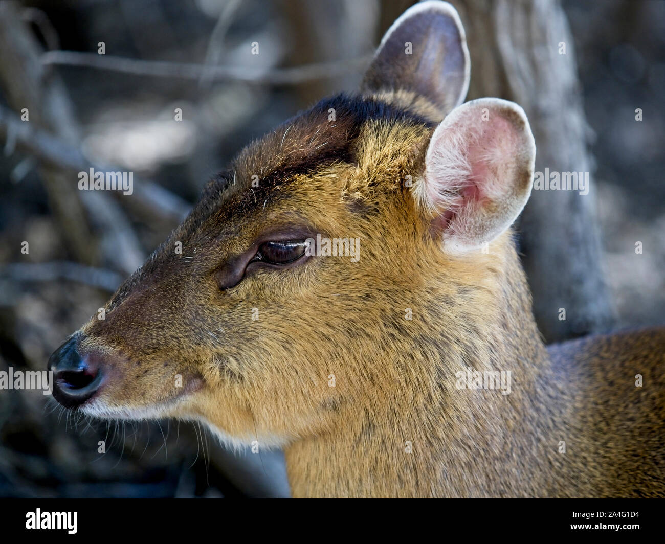 Also called Muntjacs, barking deer or Mastreani deer, are small deer ...