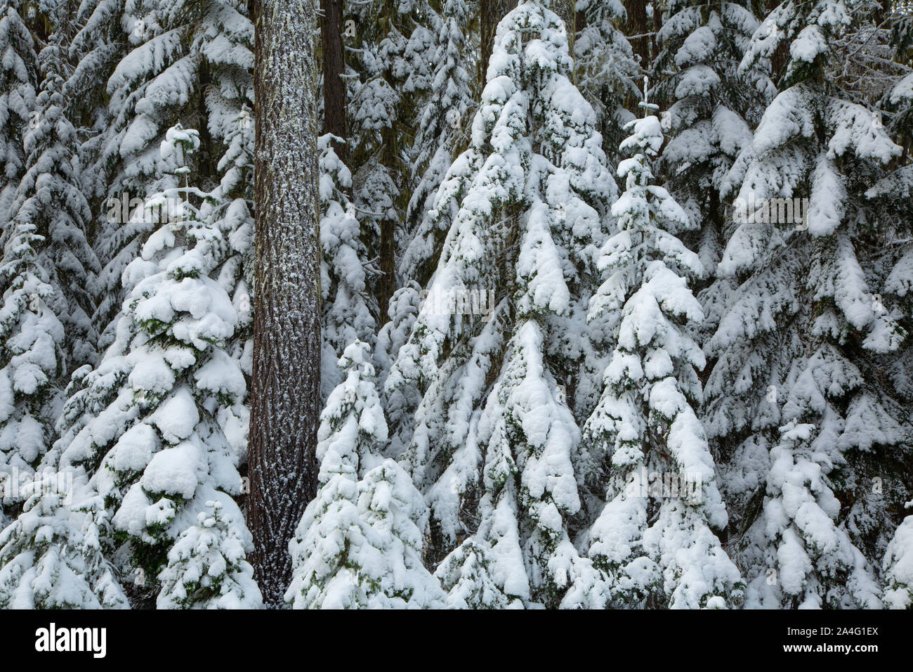 Forest in snow, Willamette National Forest, Waldo Lake State Scenic ...