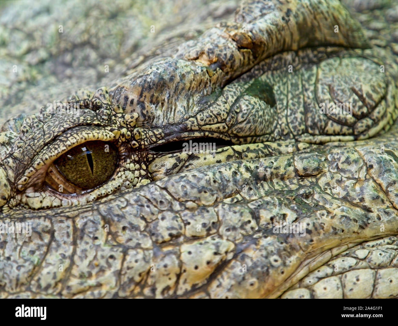 Nile crocodile face close up hi-res stock photography and images - Alamy