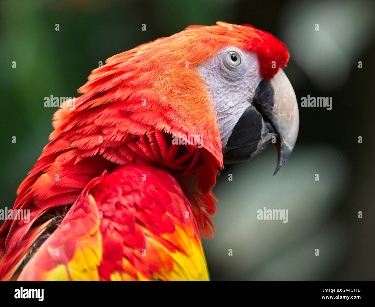 Red Macaw of the Parrot family, This species is distributed in wide ...