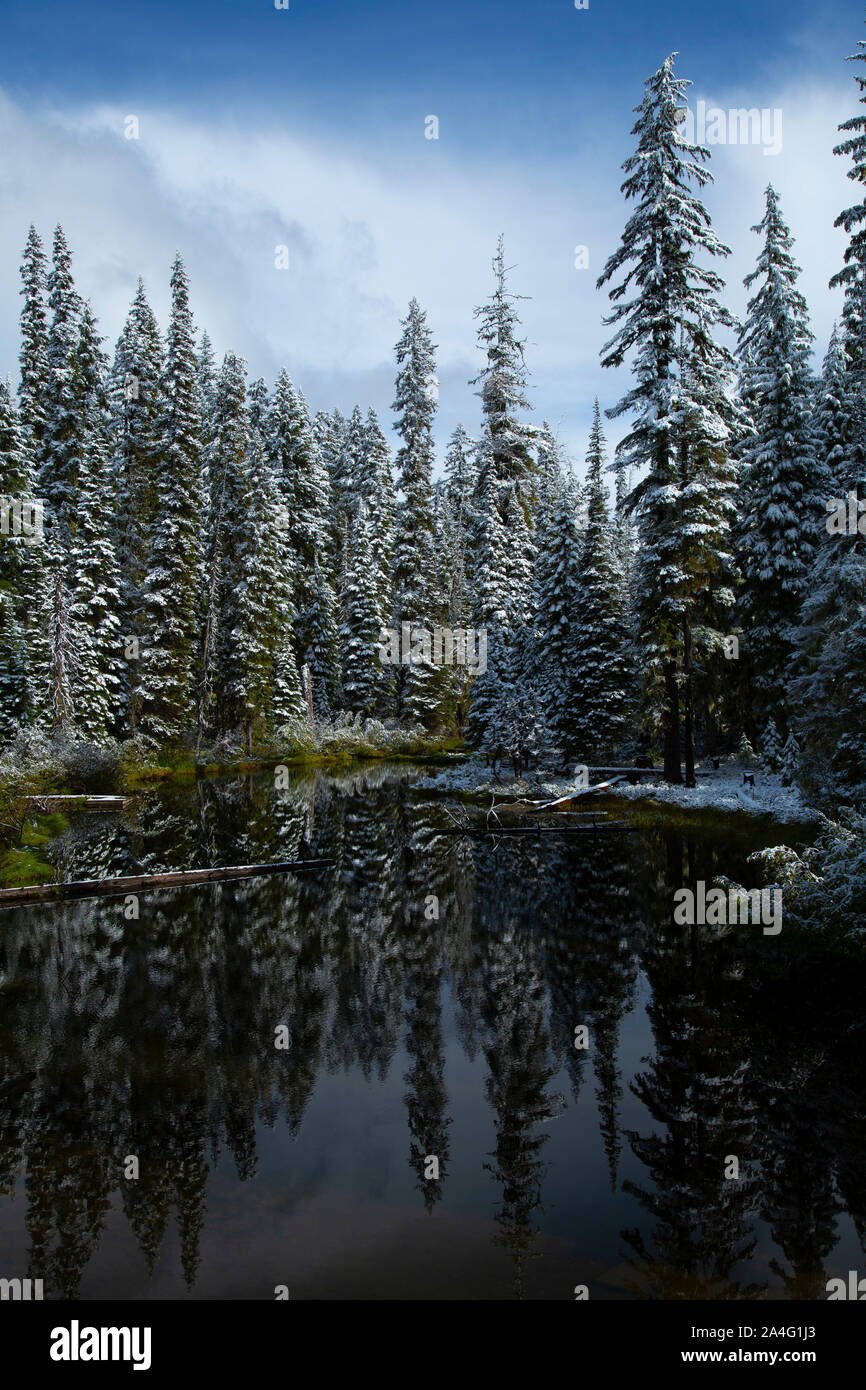 Salt Creek, Willamette National Forest, Oregon Stock Photo - Alamy