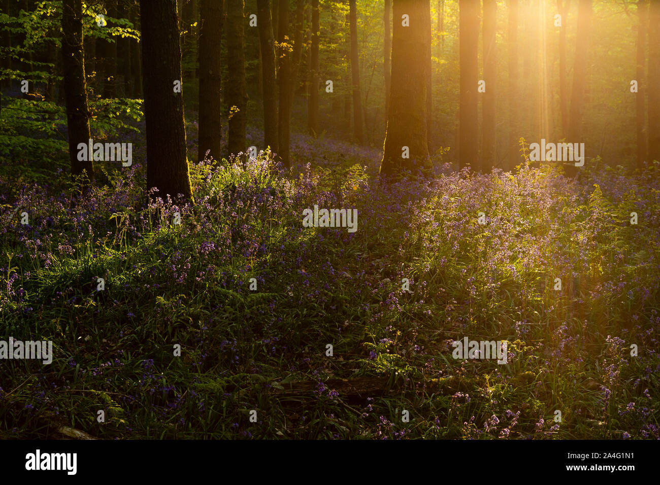 Bluebell display hi-res stock photography and images - Alamy