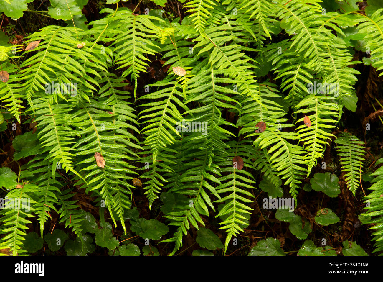 Licorice Fern High Resolution Stock Photography and Images - Alamy