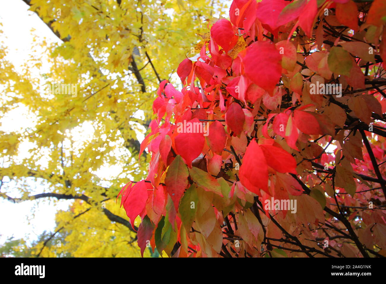 Burning Bush in Autumn Stock Photo - Alamy