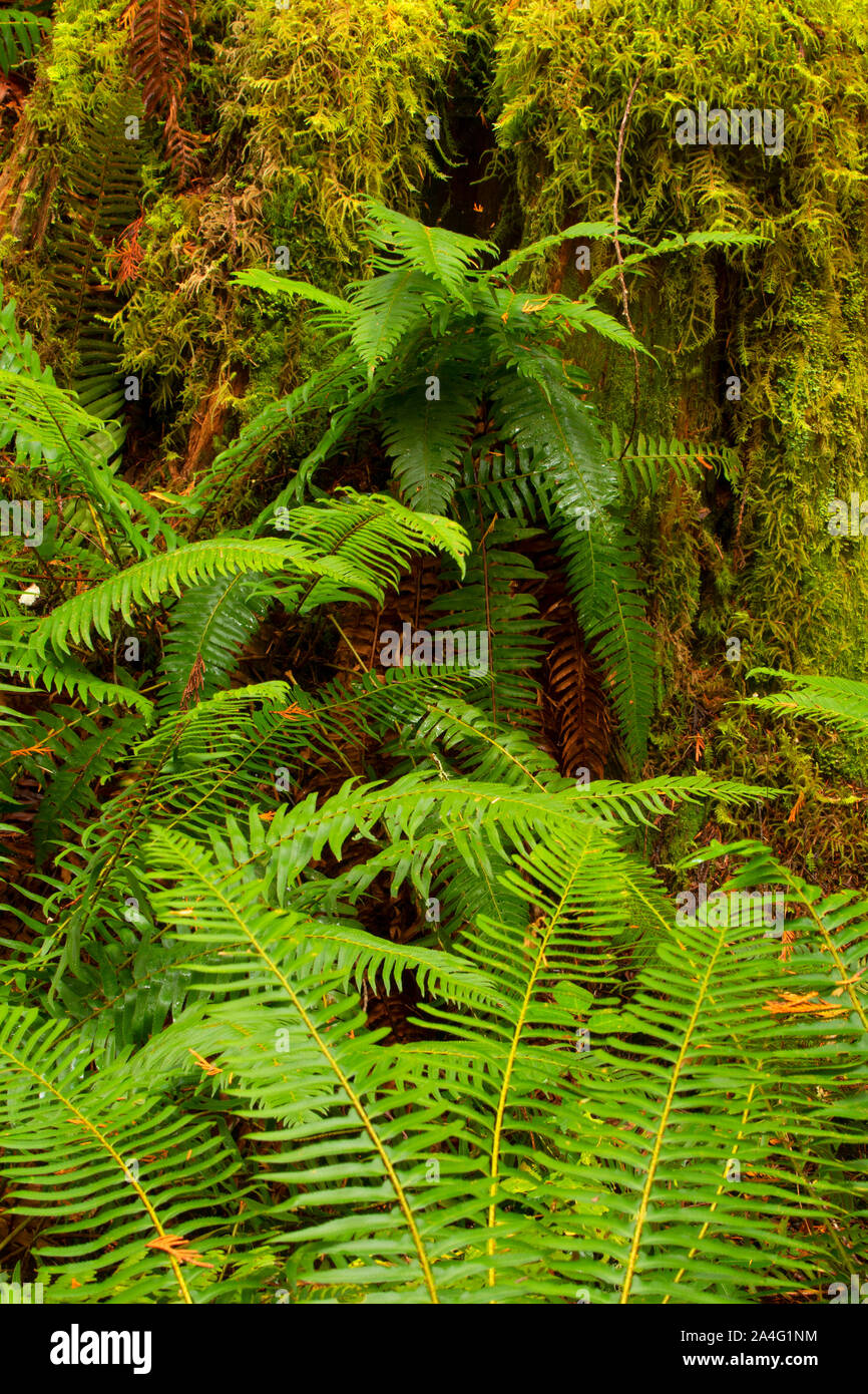 Western sword fern (Polystichum munitum), West Cascades Scenic Byway ...