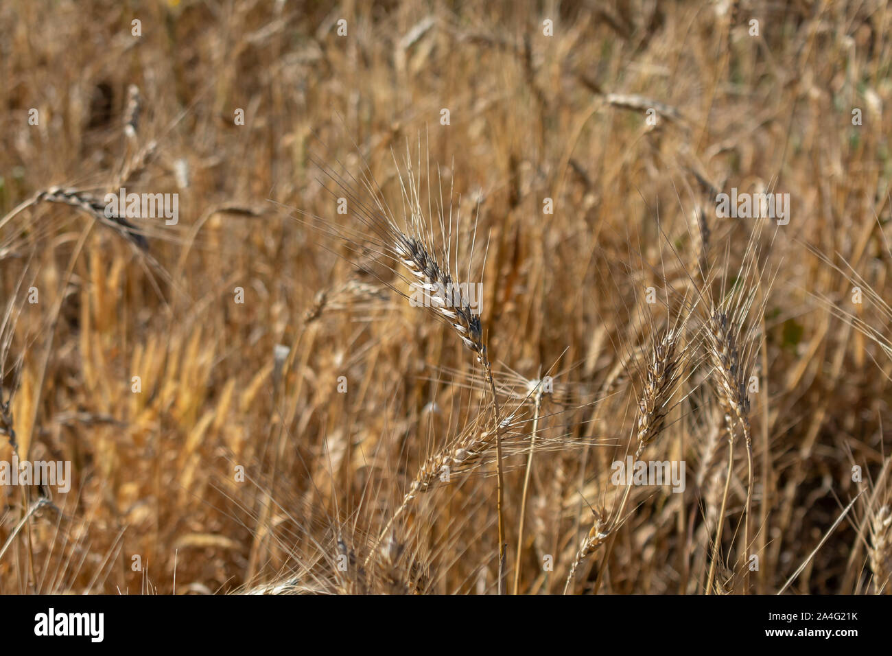 Organic golden wheat spikes ready for harvest growing in a field Stock ...