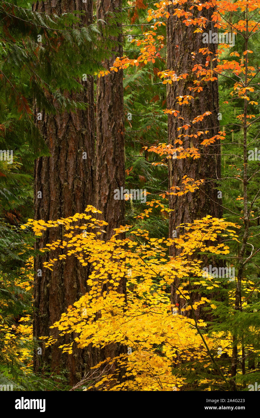 Douglas fir with autumn vine maple and pacific dogwood, West Cascades ...