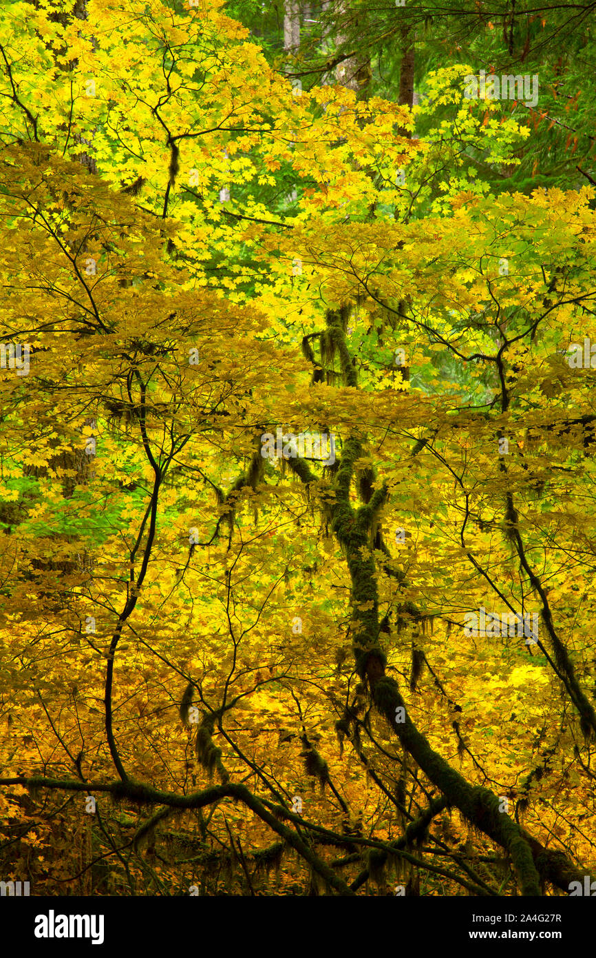 Vine maple (Acer circinatum) in autumn, West Cascades Scenic Byway ...