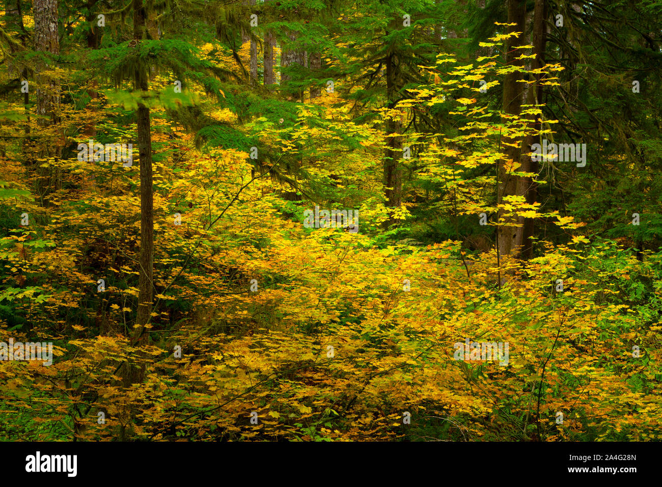 Vine maple hi-res stock photography and images - Alamy