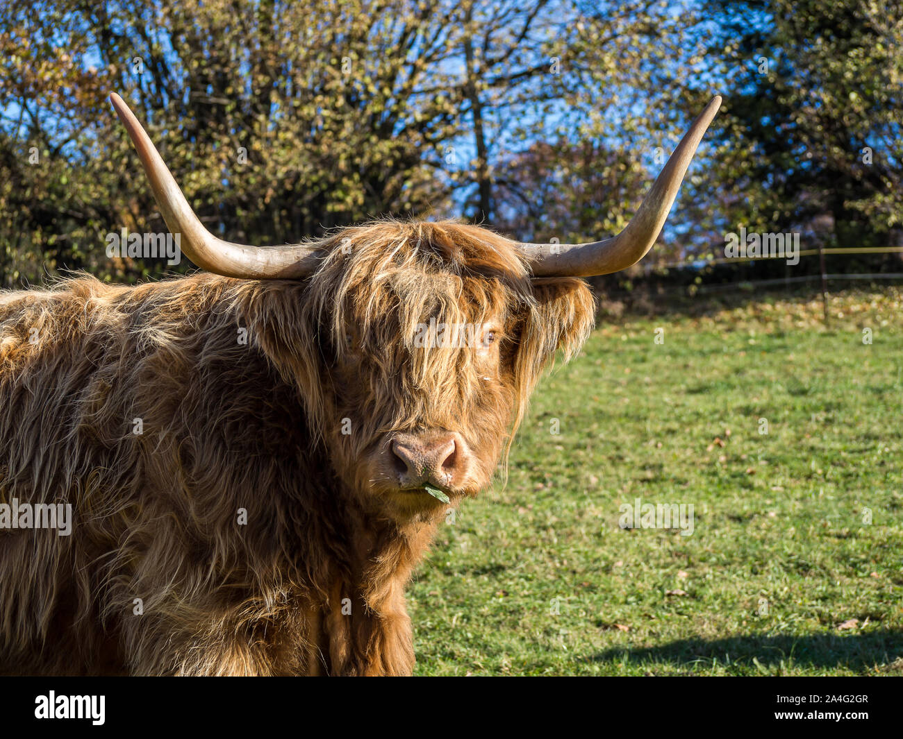 Portrait Scottish Highland young cattle with long, woolly coats Stock ...
