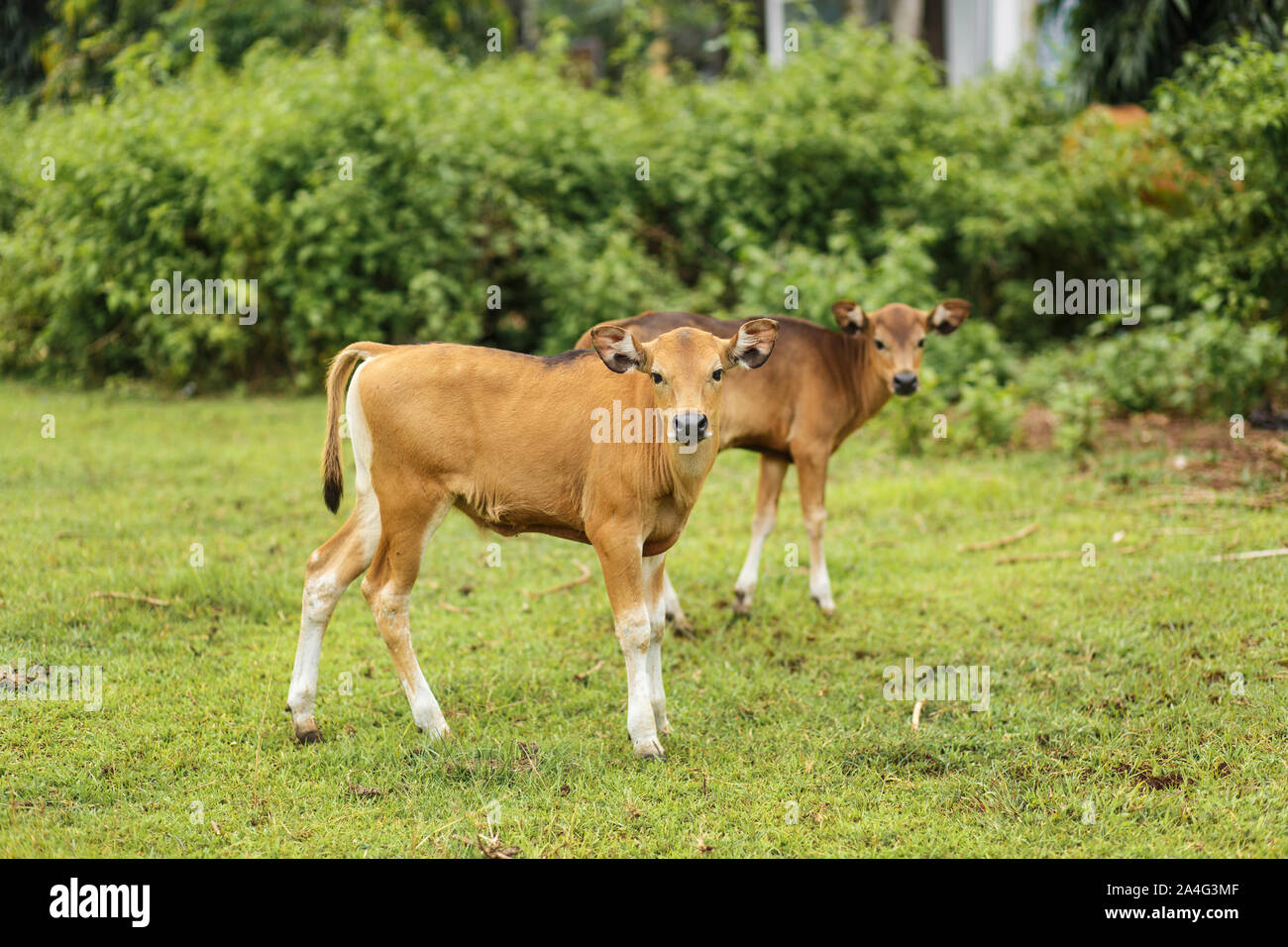 A herd of tropical light Asian cow calves graze on green grass Stock ...