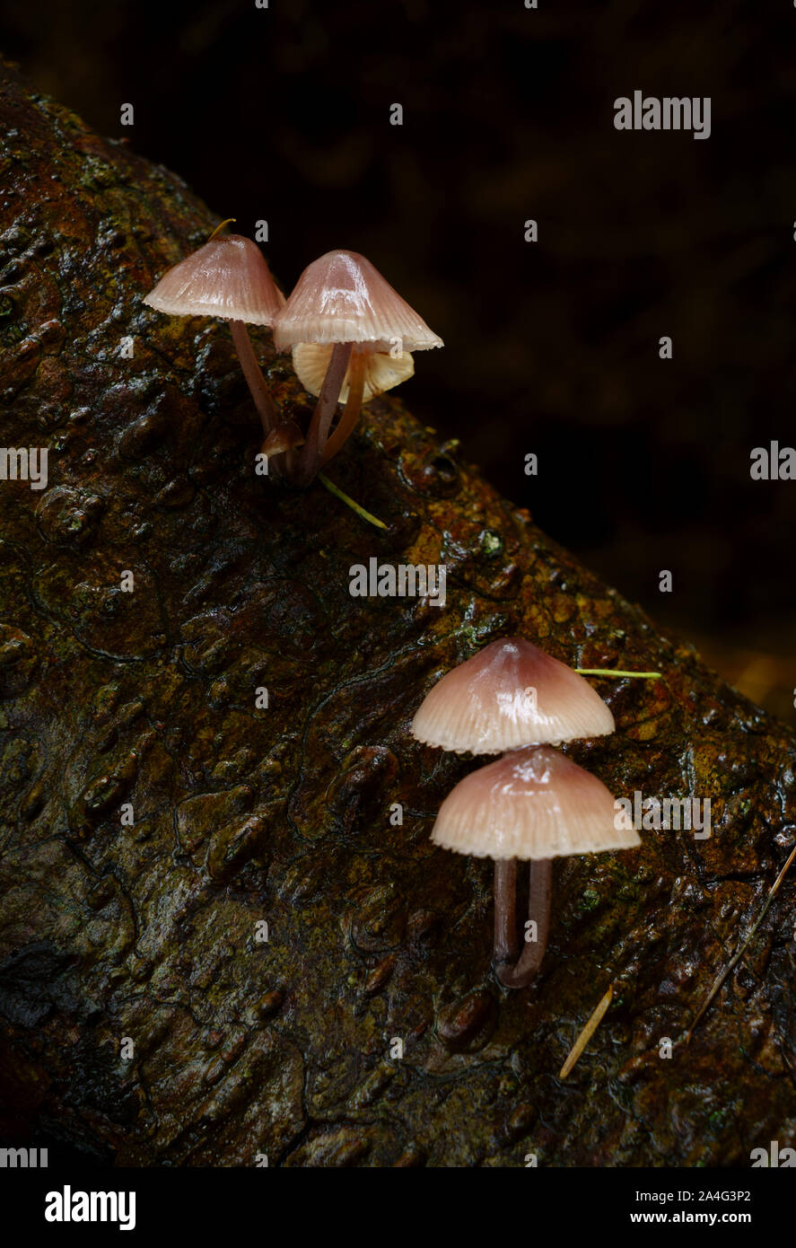 Uk tree fungi hi-res stock photography and images - Alamy