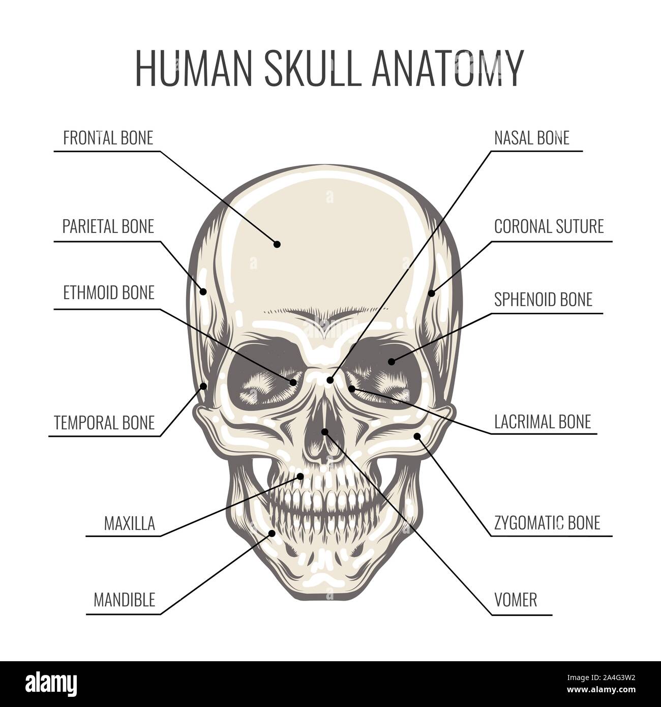 Structure of the Human Skull. Frontal detailed aspect of the skull ...