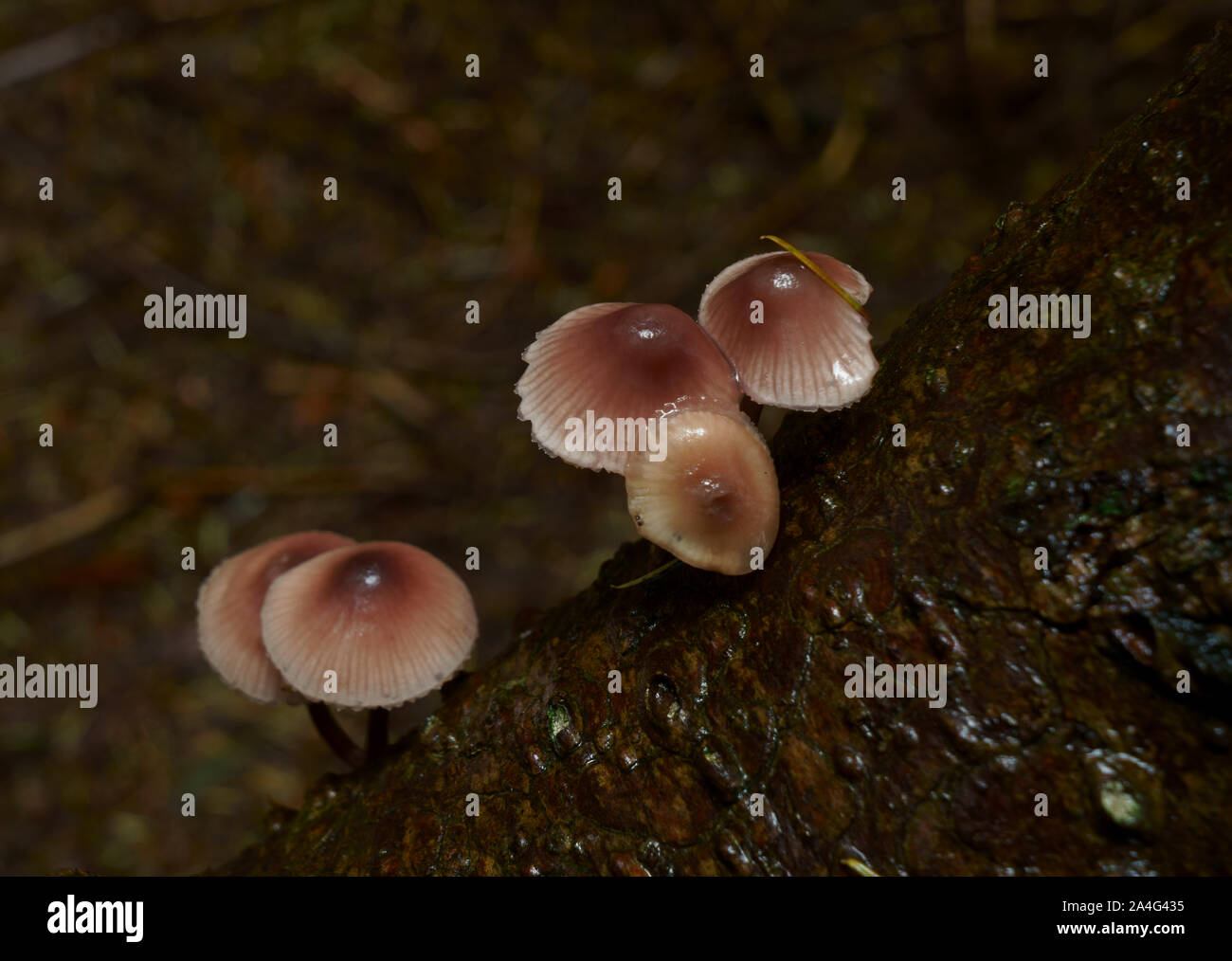 Common bonnet fungi hi-res stock photography and images - Alamy
