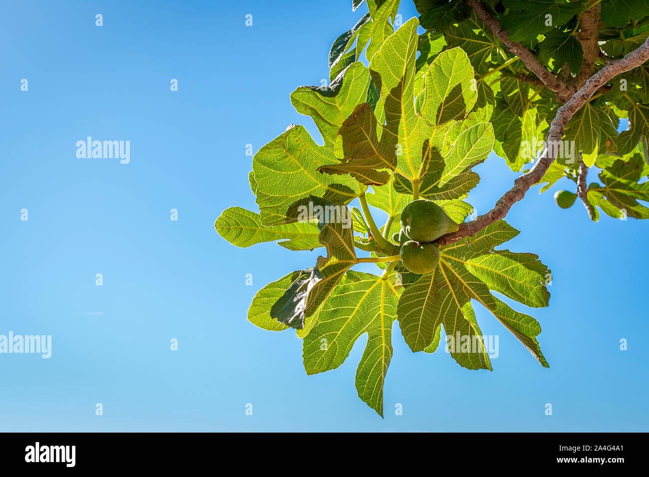 Young fig on fig tree hi-res stock photography and images - Alamy