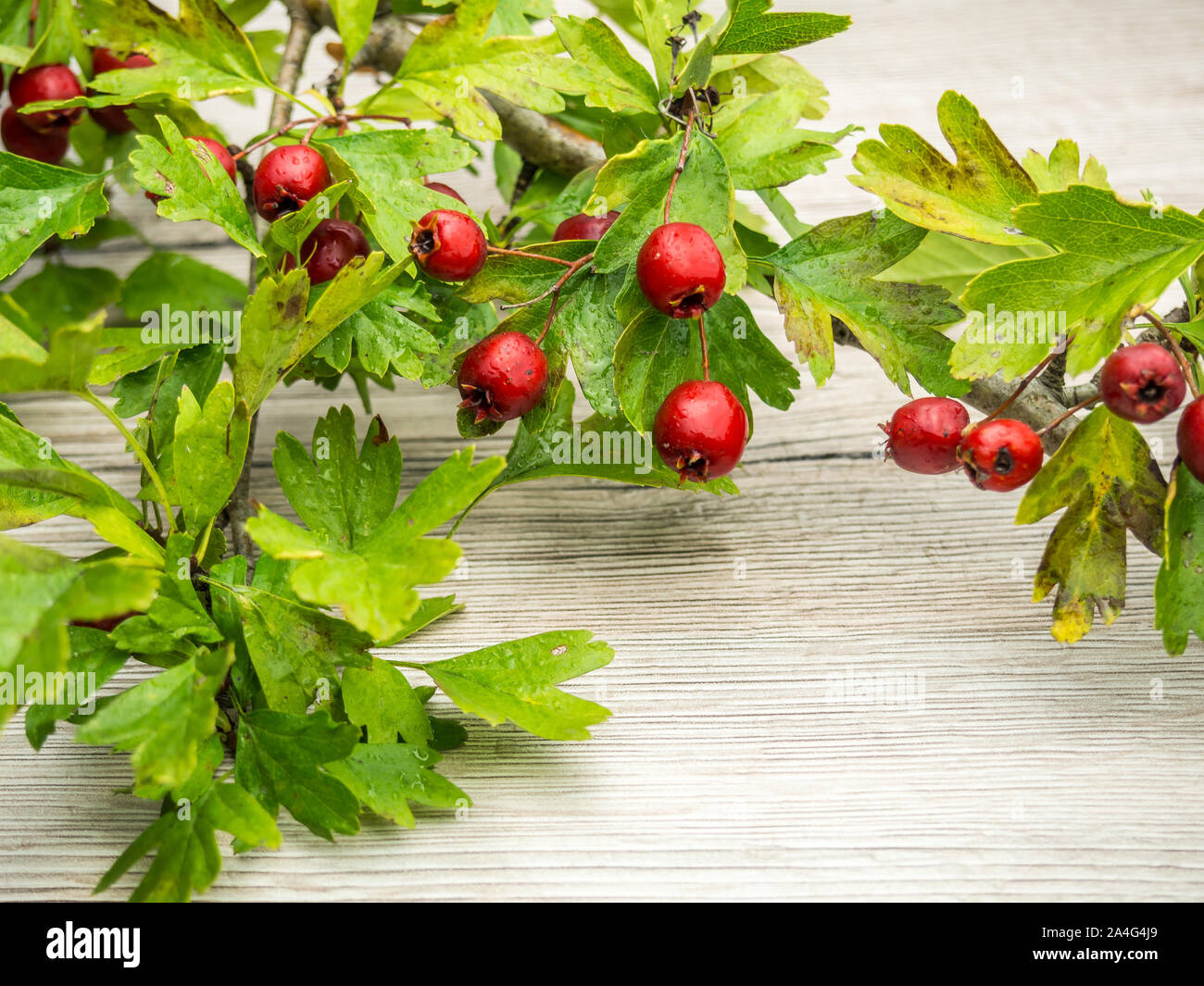 Mature hawthorn tree in hi-res stock photography and images - Alamy