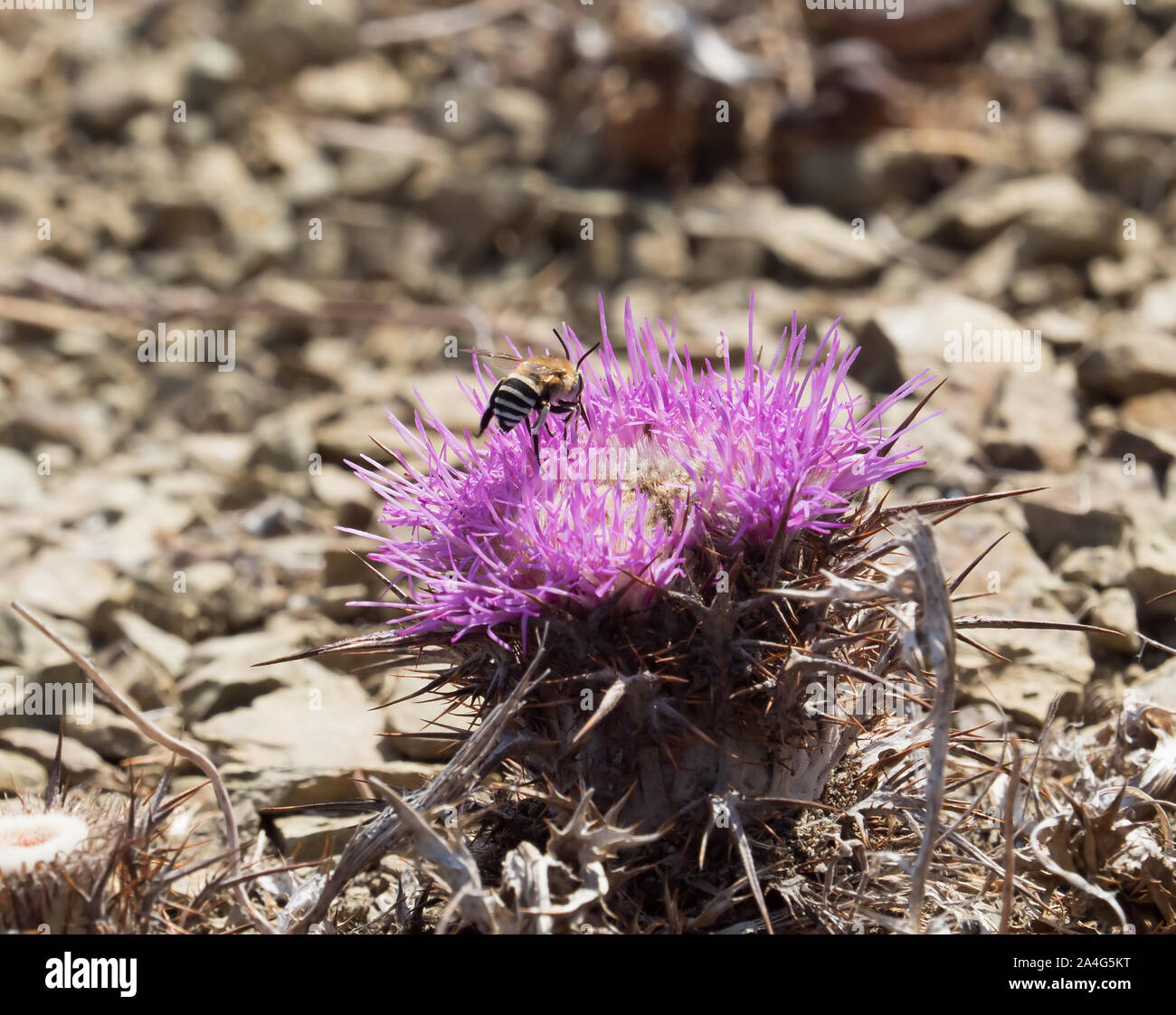 White-banded Digger Bee on Thistle in Andalucia Stock Photo - Alamy