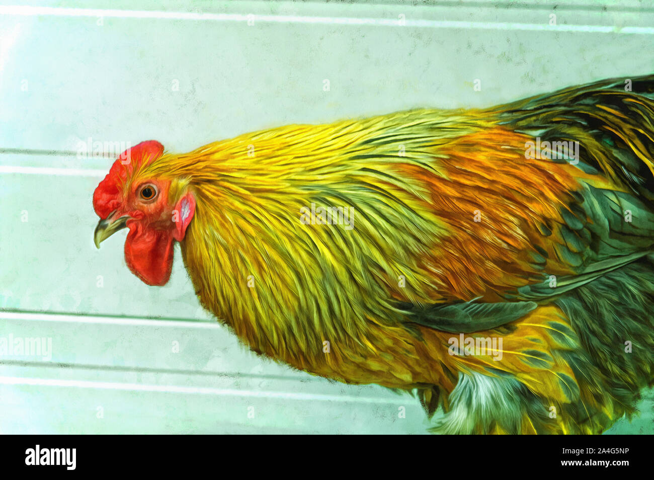 Cock - male chicken; in a general sense, all the males of the family of ...