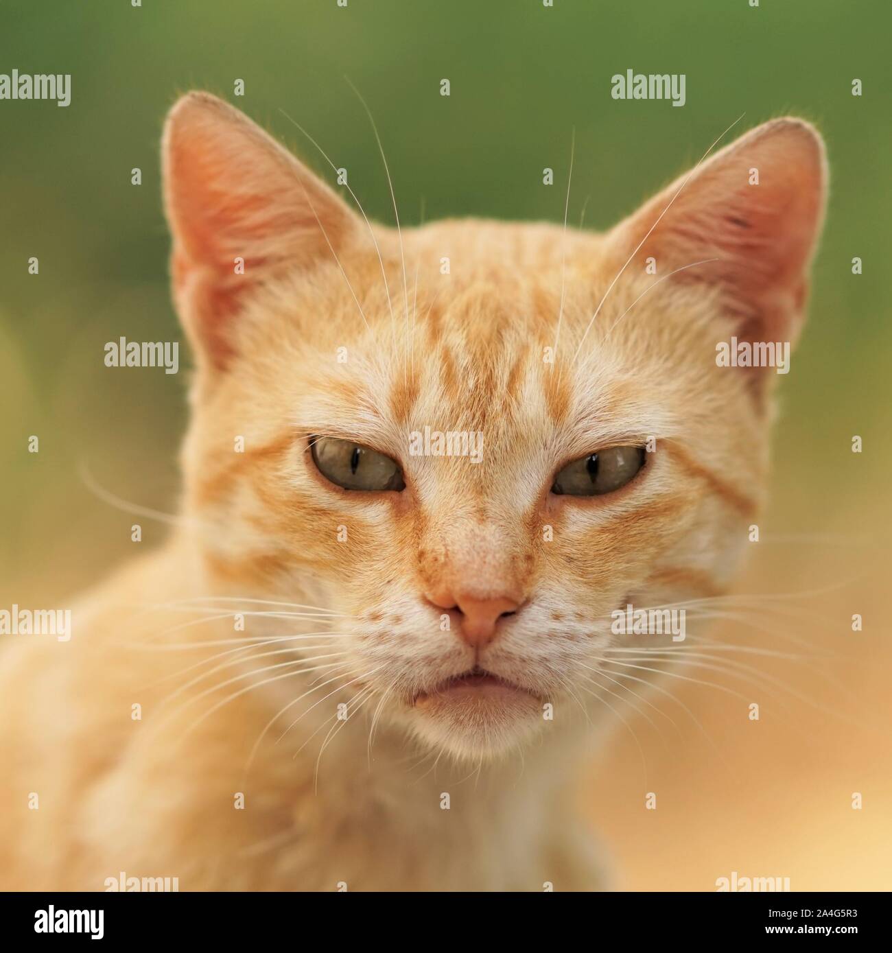 ginger cat portrait, close-up face with an interesting look Stock Photo ...