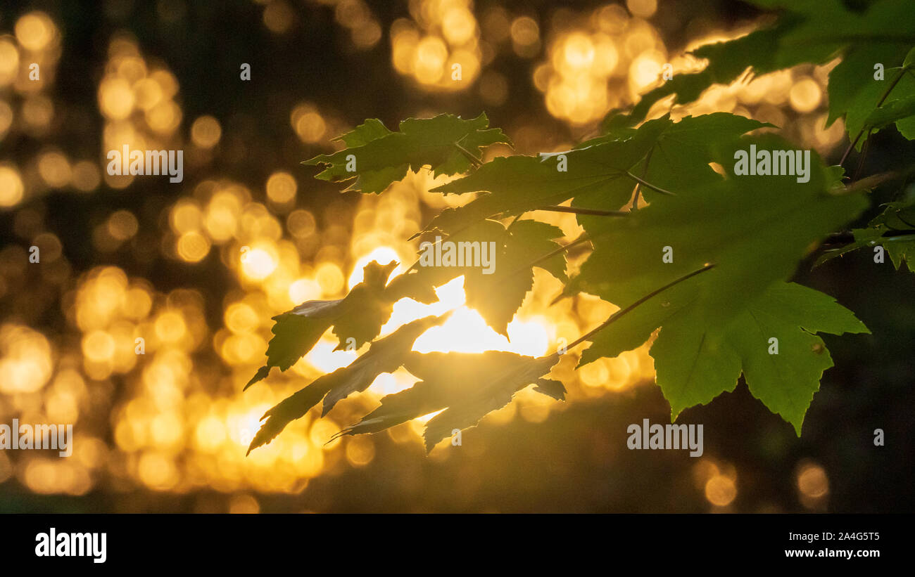 Sun shines through leaves Stock Photo - Alamy