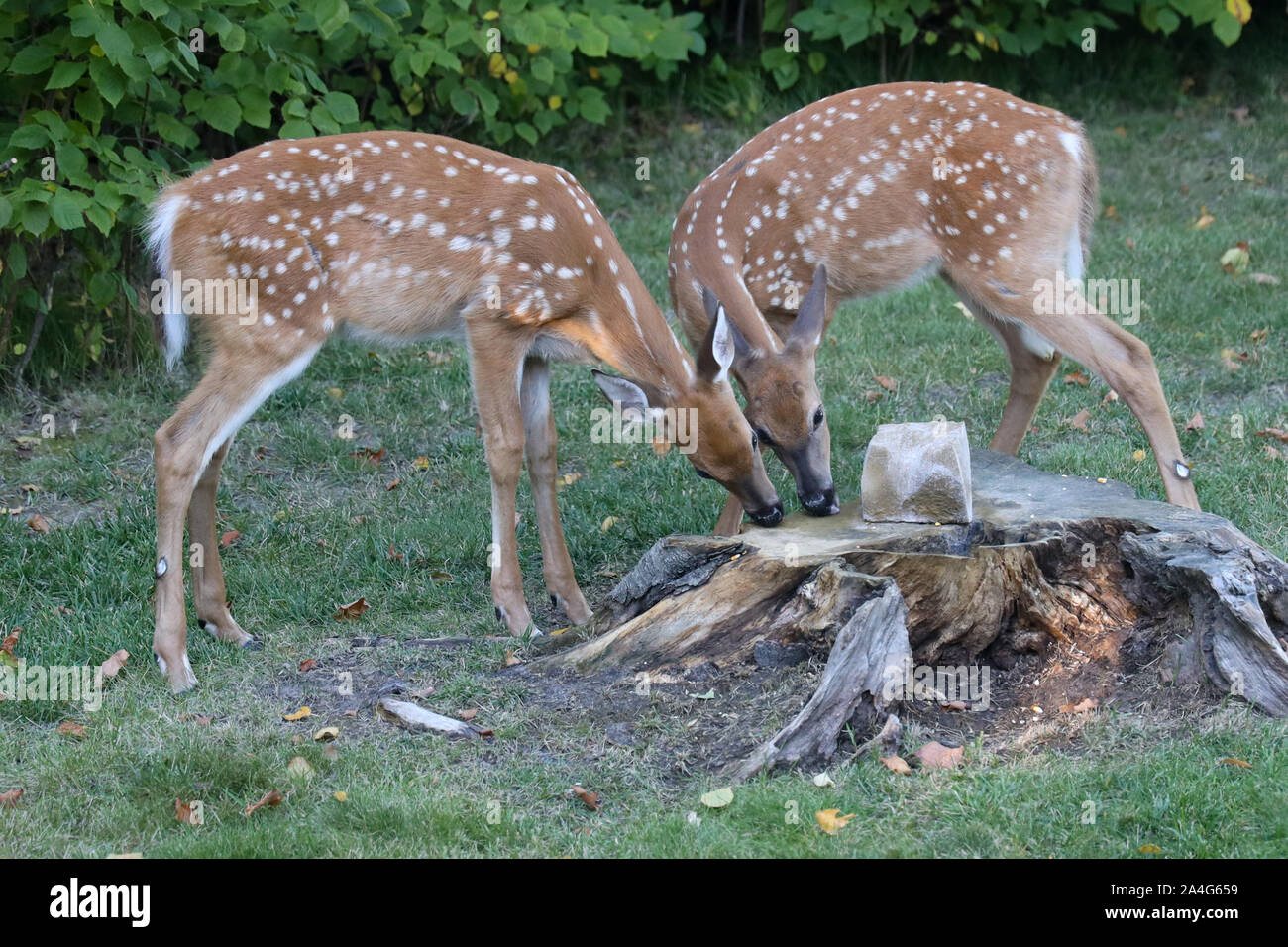 Fawn siblings hi-res stock photography and images - Alamy